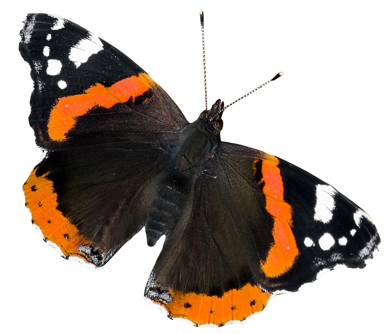 Monthly Gifting (The Butterfly Society) – Transgender Health and ...